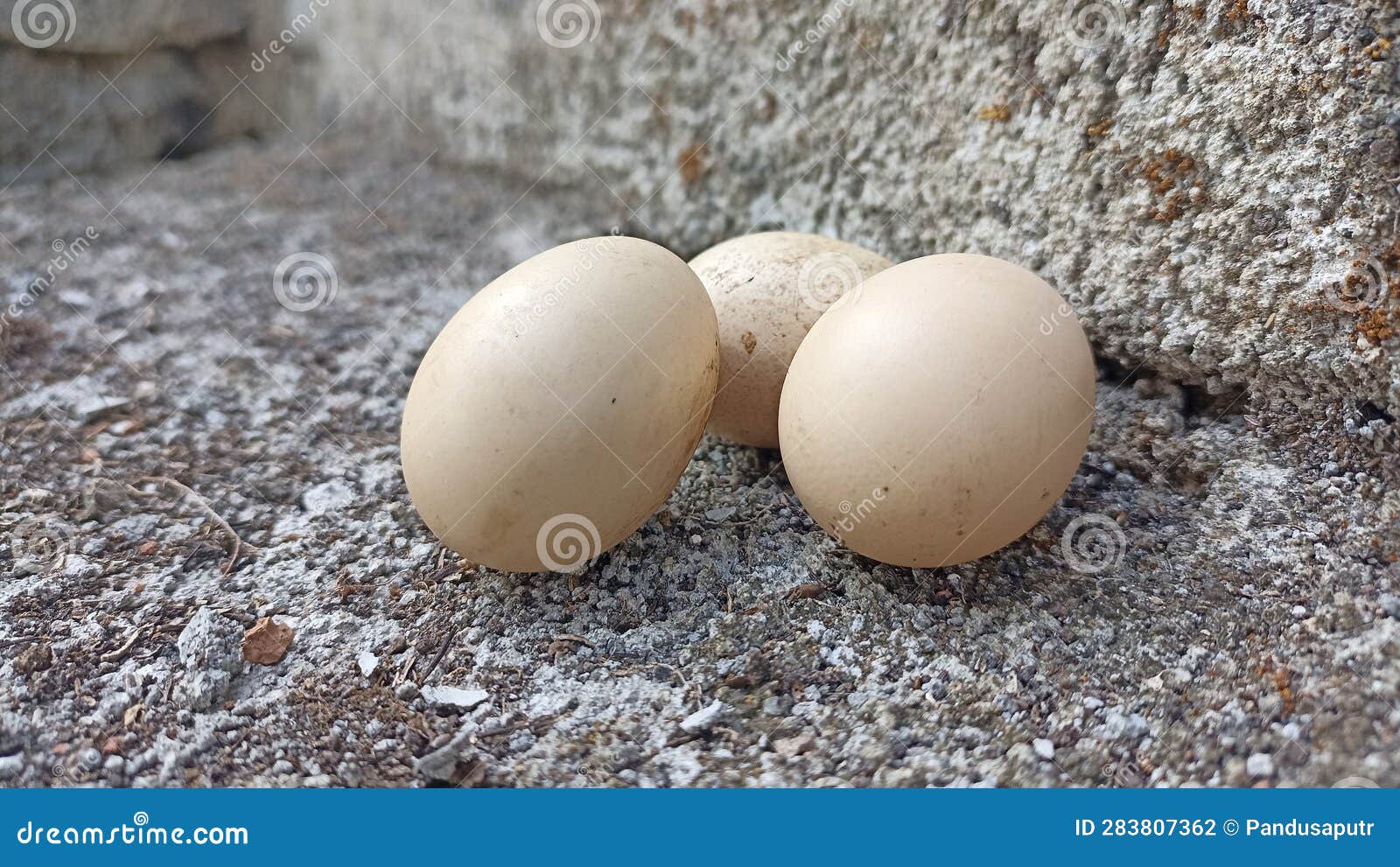 Free-range Chicken Eggs that are Ready To Be Processed into Delicious ...