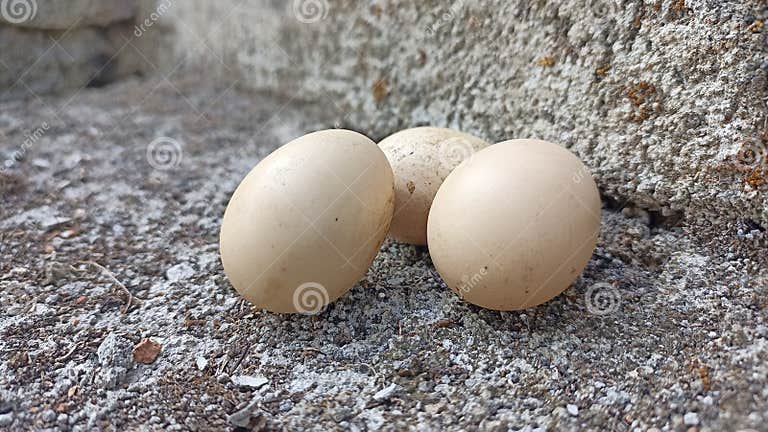 Free-range Chicken Eggs that are Ready To Be Processed into Delicious ...