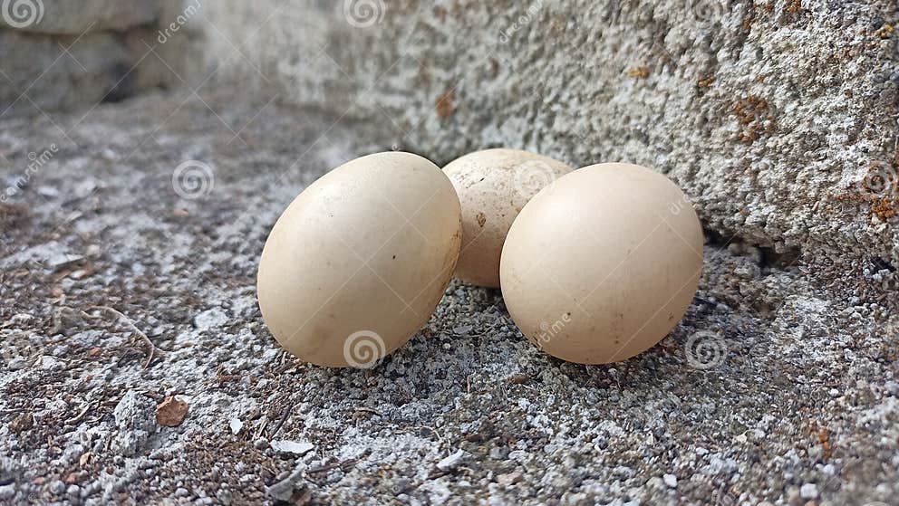 Free-range Chicken Eggs that are Ready To Be Processed into Delicious ...