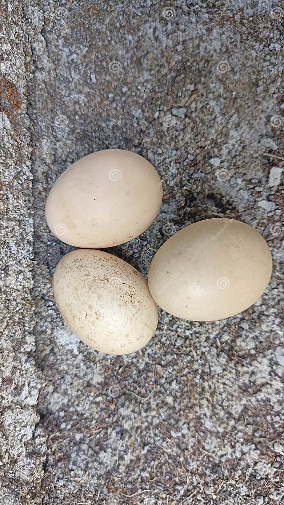 Free-range Chicken Eggs that are Ready To Be Processed into Delicious ...