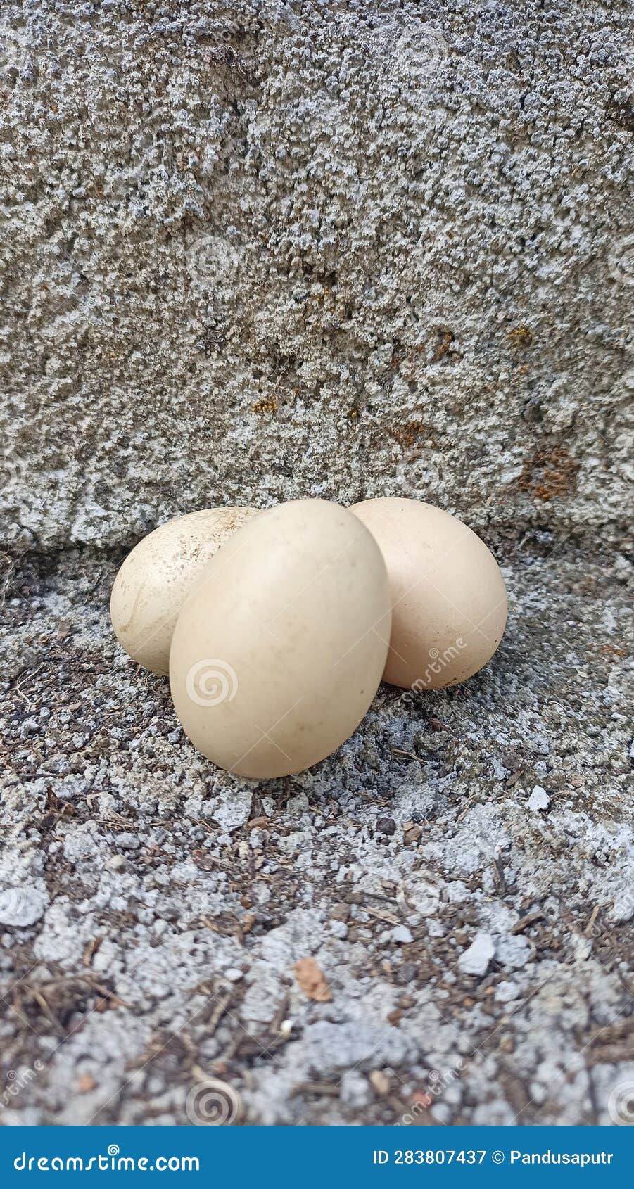 Free-range Chicken Eggs that are Ready To Be Processed into Delicious ...