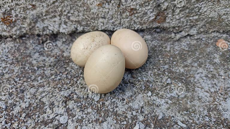 Free-range Chicken Eggs that are Ready To Be Processed into Delicious ...