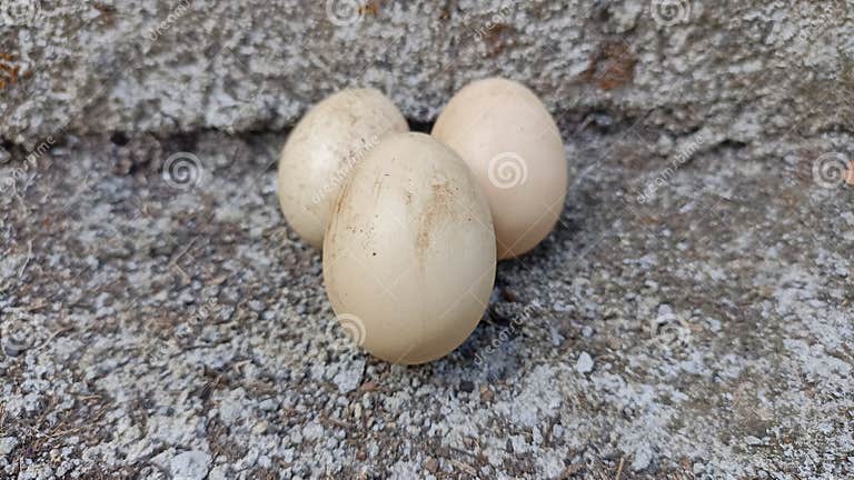 Free-range Chicken Eggs that are Ready To Be Processed into Delicious ...