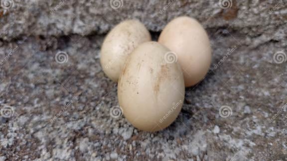 Free-range Chicken Eggs that are Ready To Be Processed into Delicious ...