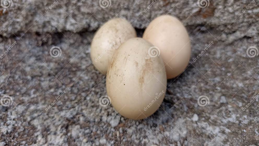 Free-range Chicken Eggs that are Ready To Be Processed into Delicious ...