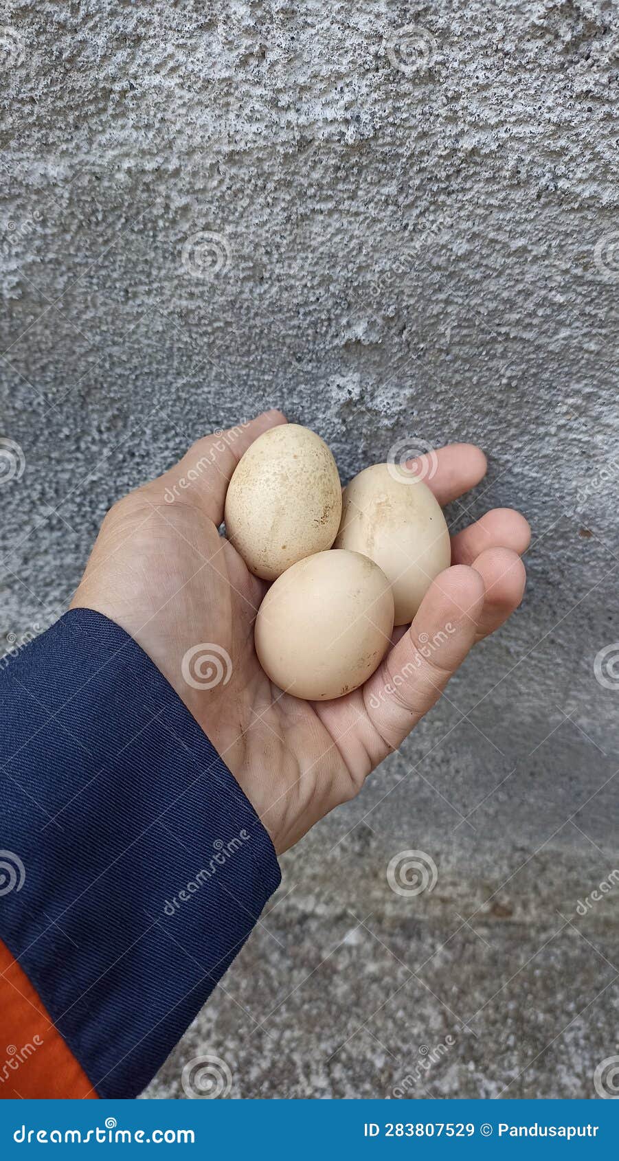 Free-range Chicken Eggs that are Ready To Be Processed into Delicious ...