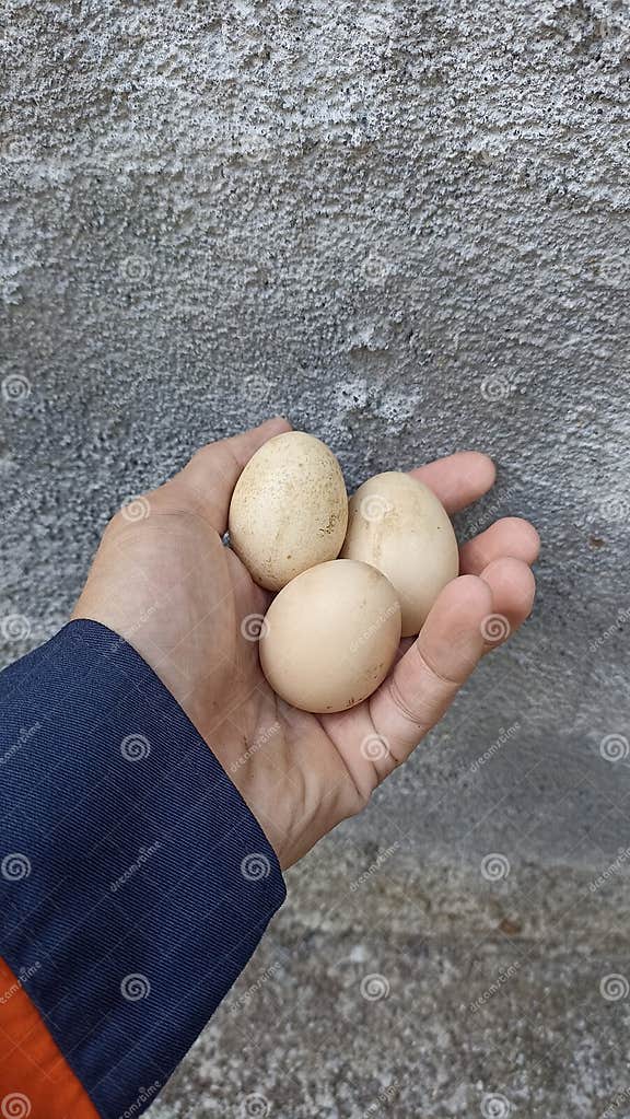 Free-range Chicken Eggs that are Ready To Be Processed into Delicious ...