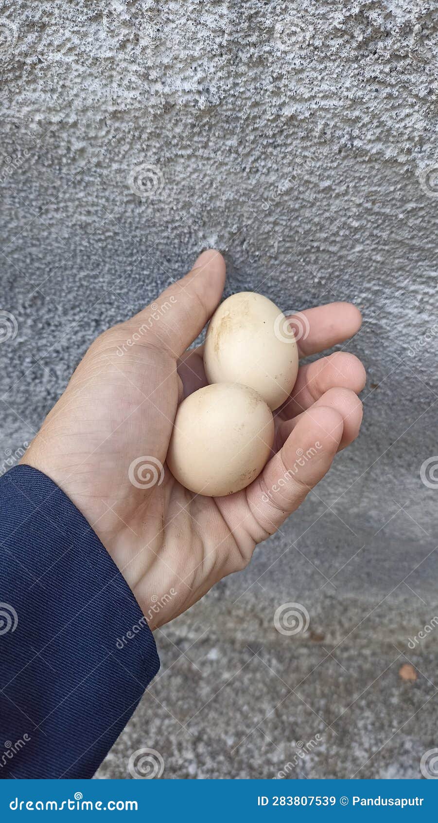 Free-range Chicken Eggs that are Ready To Be Processed into Delicious ...