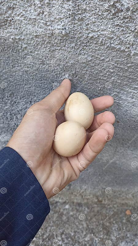 Free-range Chicken Eggs that are Ready To Be Processed into Delicious ...