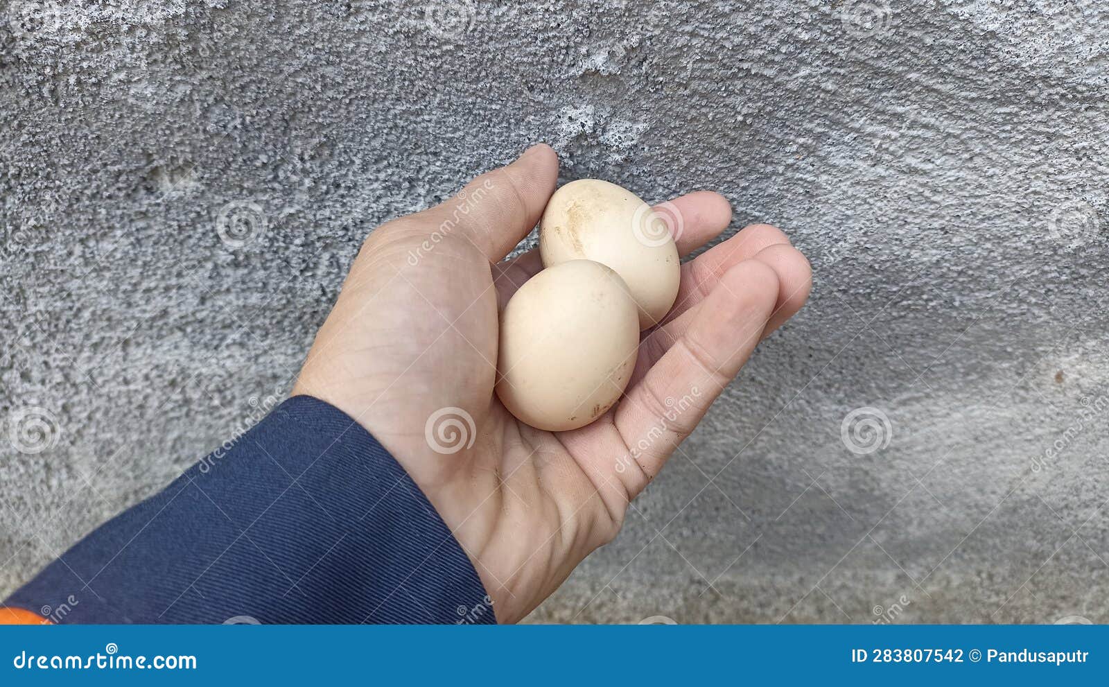 Free-range Chicken Eggs that are Ready To Be Processed into Delicious ...