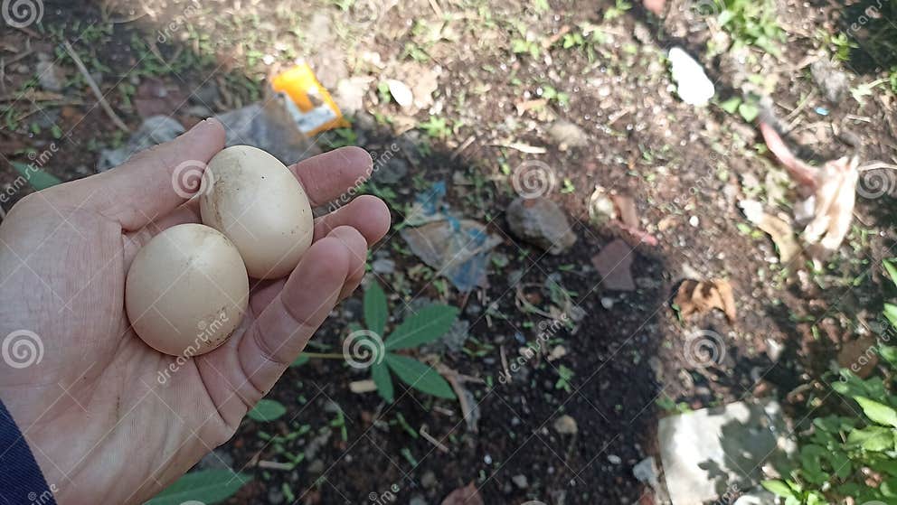 Free-range Chicken Eggs that are Ready To Be Processed into Delicious ...