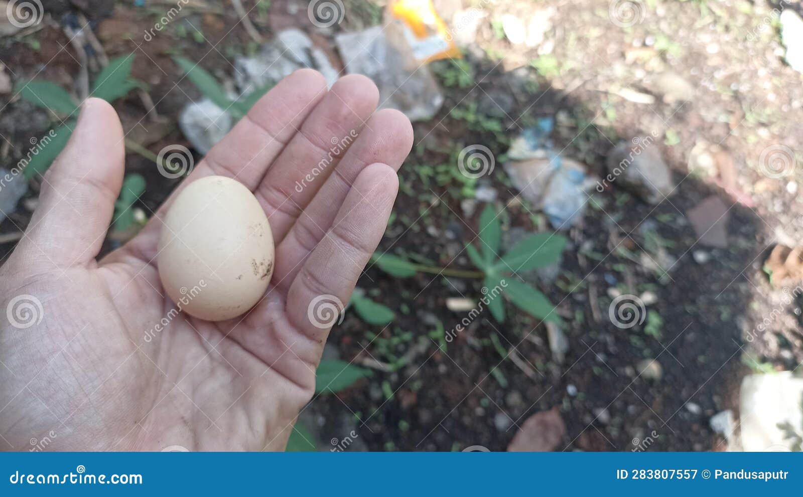 Free-range Chicken Eggs that are Ready To Be Processed into Delicious ...