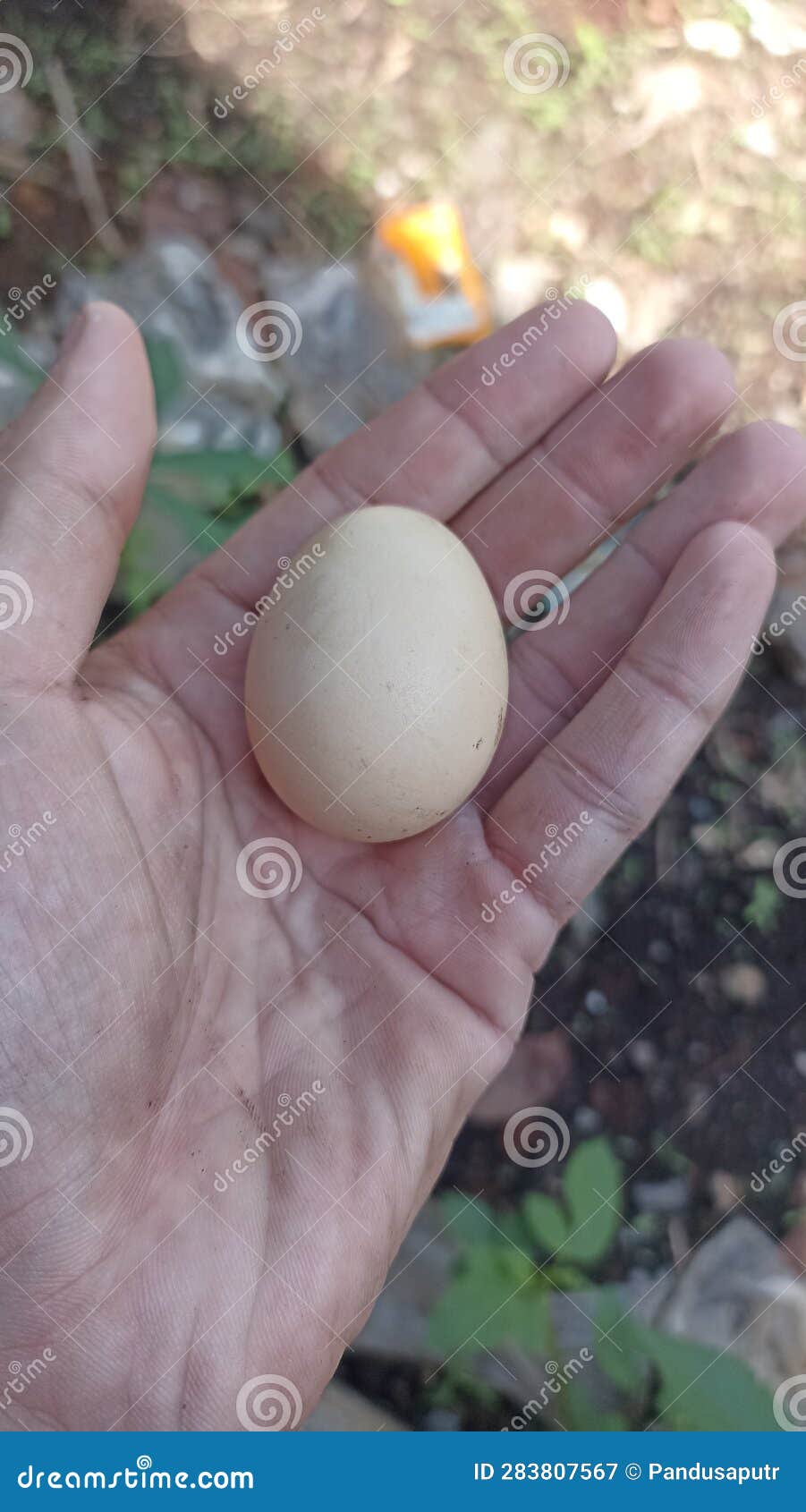 Free-range Chicken Eggs that are Ready To Be Processed into Delicious ...