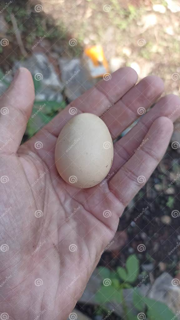 Free-range Chicken Eggs that are Ready To Be Processed into Delicious ...