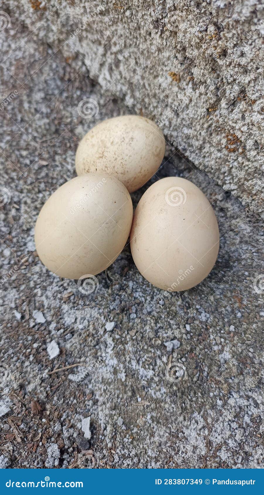 Free-range Chicken Eggs that are Ready To Be Processed into Delicious ...
