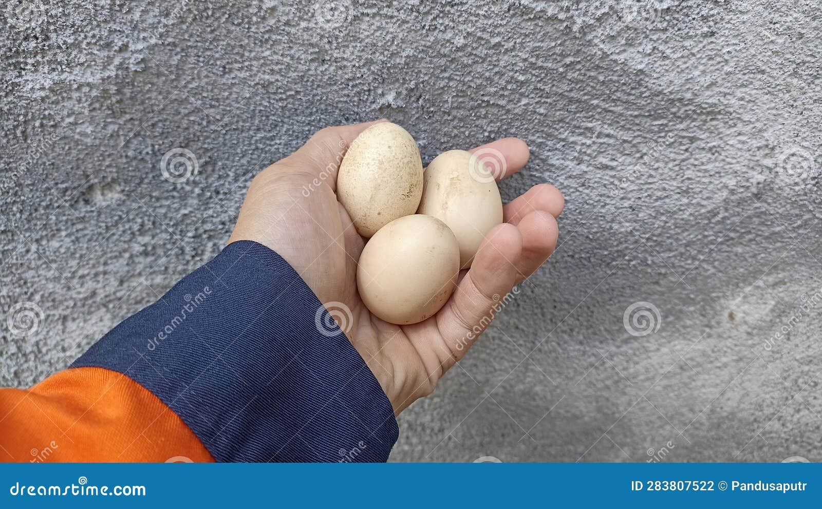 Free-range Chicken Eggs that are Ready To Be Processed into Delicious ...
