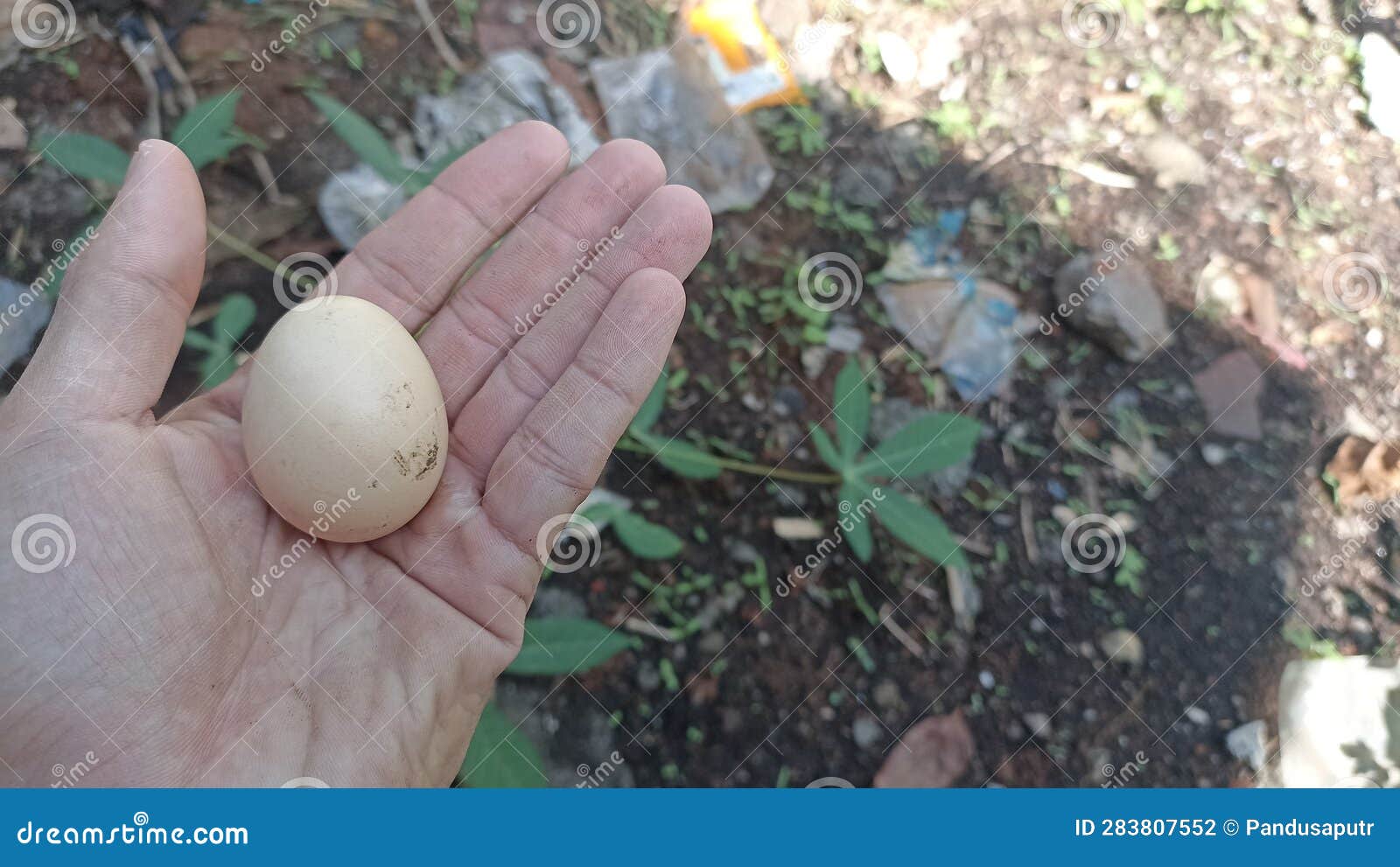 Free-range Chicken Eggs that are Ready To Be Processed into Delicious ...
