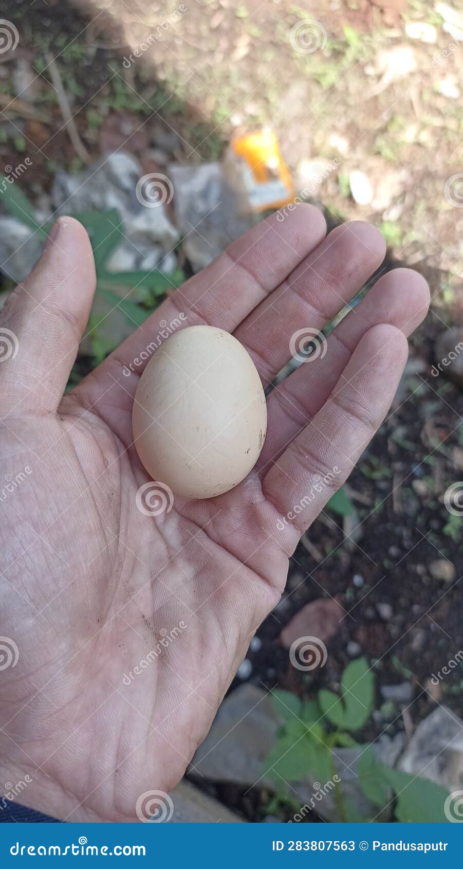Free-range Chicken Eggs that are Ready To Be Processed into Delicious ...