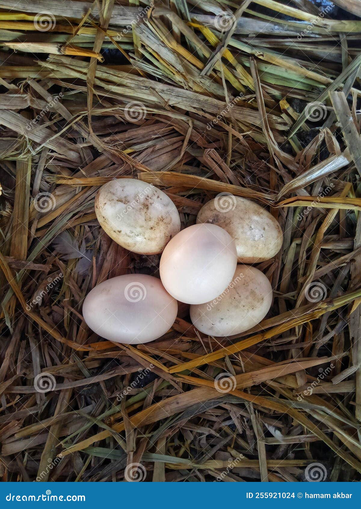 Free-range Chicken Eggs in the Straw Nest Stock Photo - Image of range ...