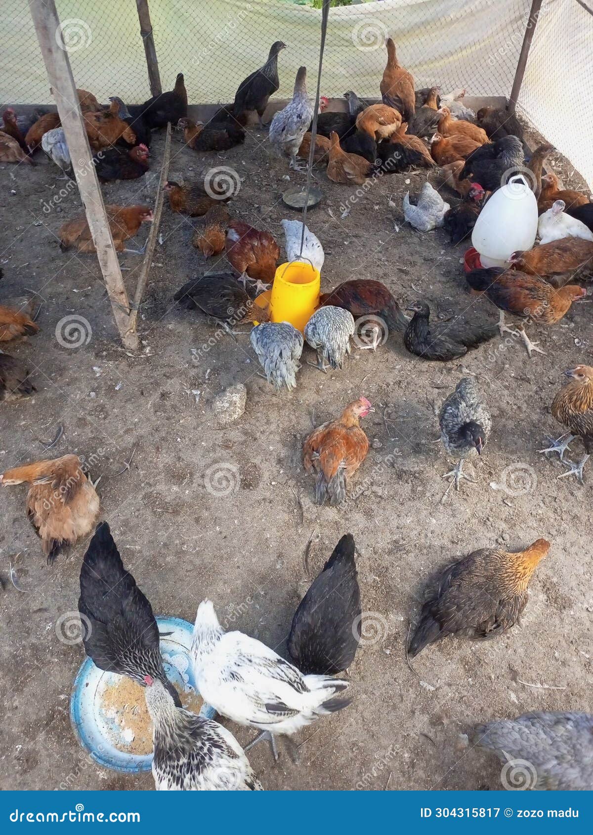 Free-range chicken farming stock image. Image of range - 304315817