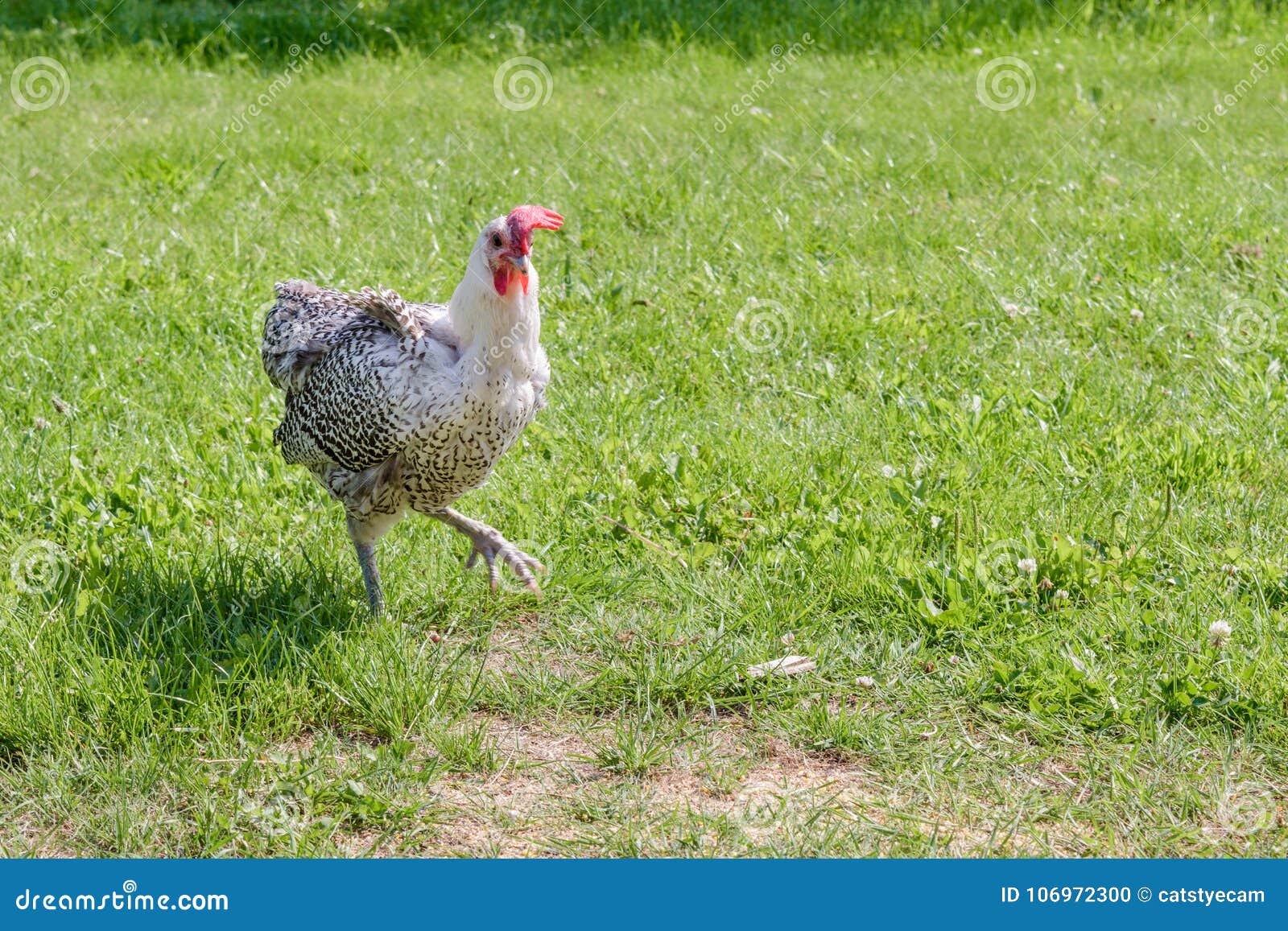 Free Range Chicken in a Field Stock Photo - Image of feet, comb: 106972300