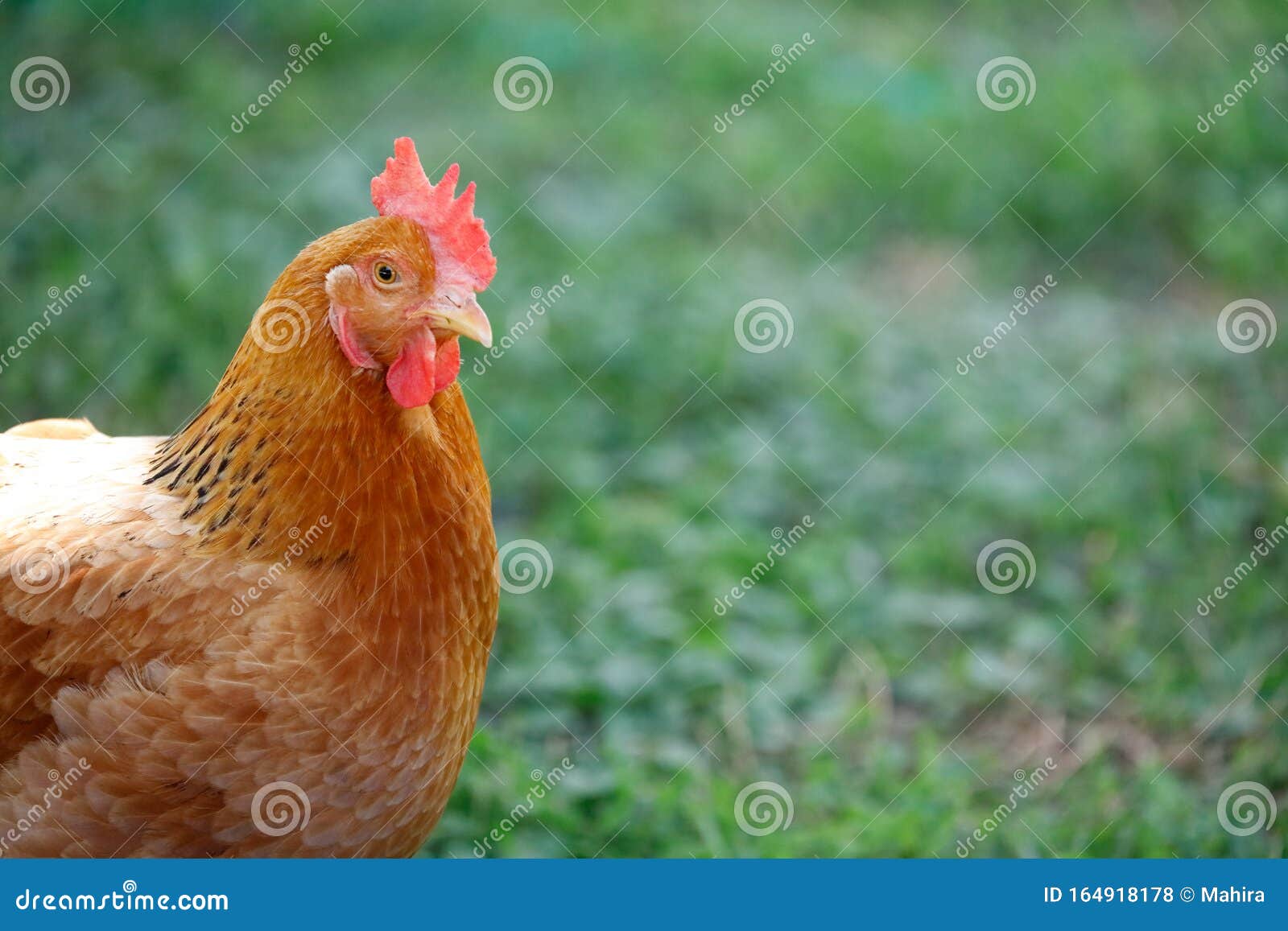 Free Range Chicken Gathering Stock Photo - Image of rooster, animal ...