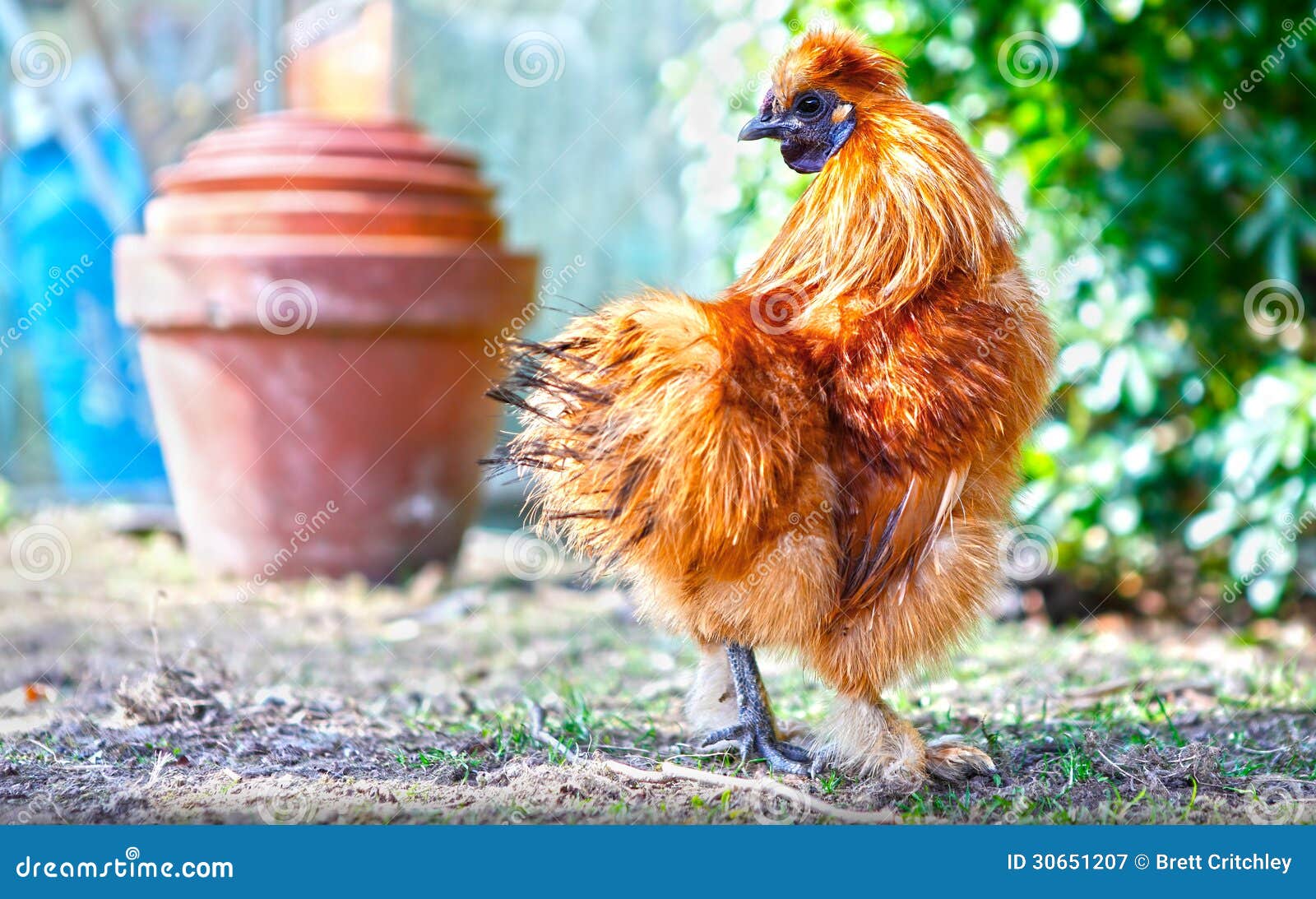 Free range chicken stock image. Image of freerange, brown - 30651207