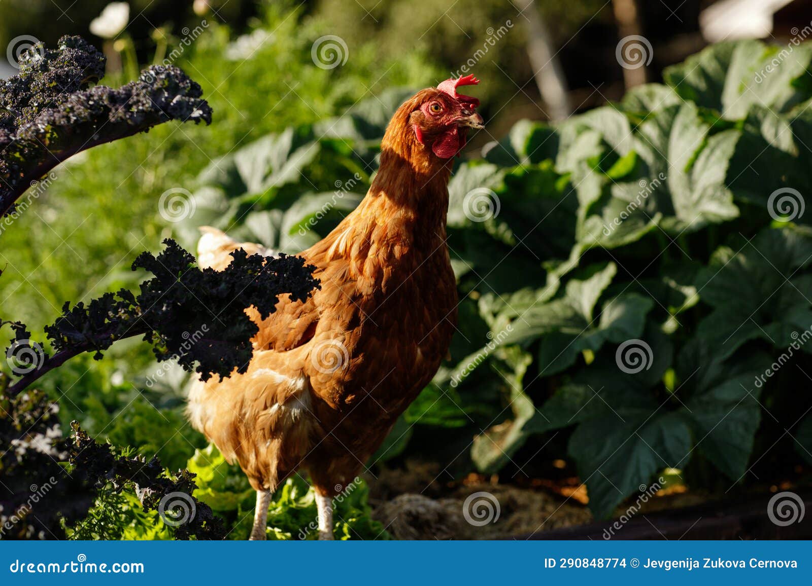 Free Range Chicken Grazing on the Grass in the Garden. Stock Photo ...