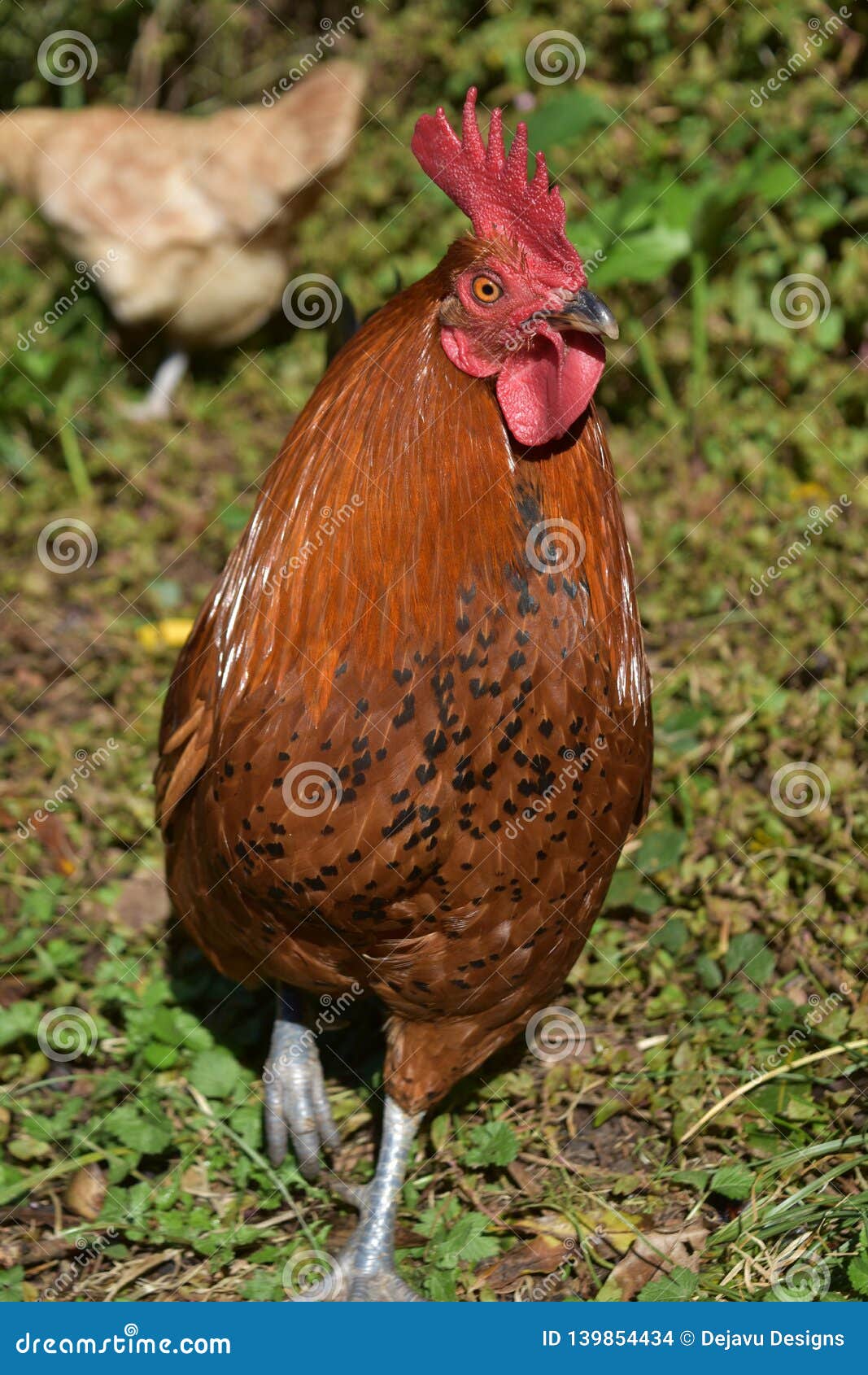 Free Range Chicken with His Foot Raised As he Steps Stock Photo - Image ...