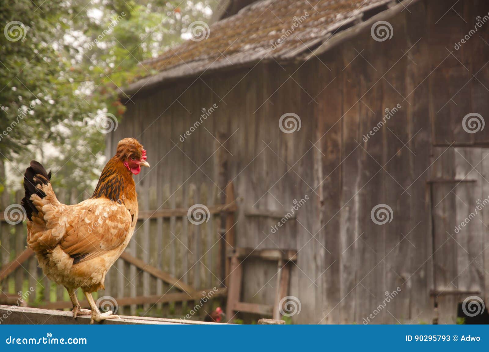 Free Range Chicken stock image. Image of poland, standing - 90295793