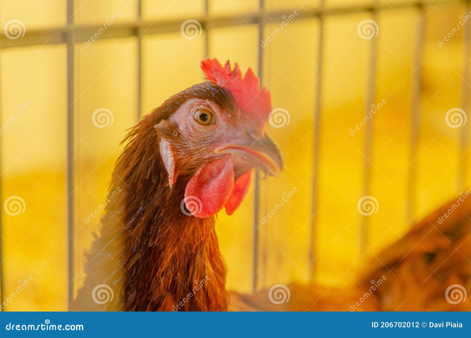 Free Range Chicken Look at Camera Stock Photo - Image of chicken, range ...