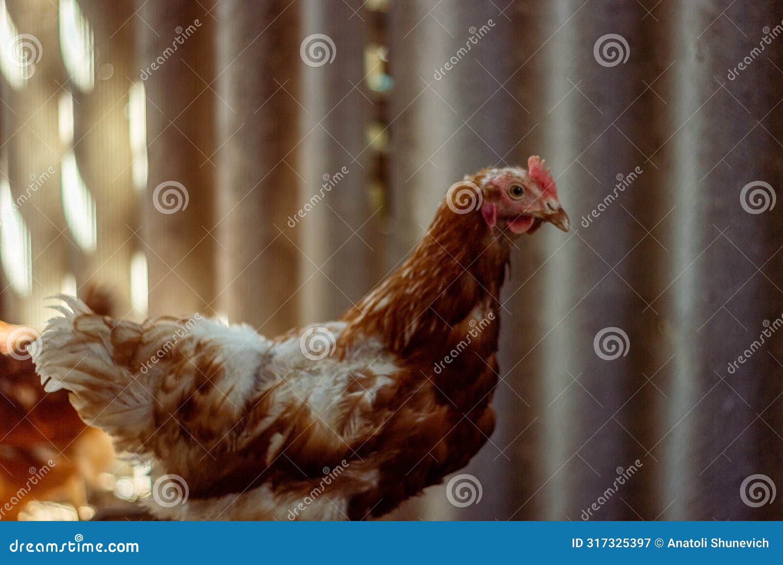 Free Range Chicken and Rooster on a Traditional Poultry Farm Stock ...