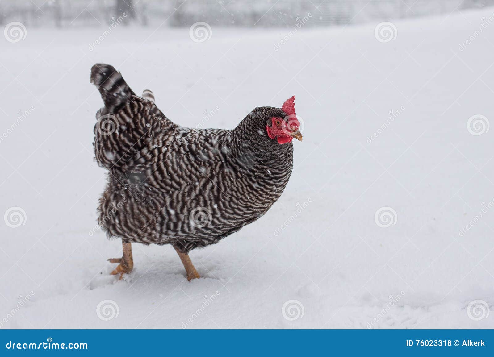 Free Range Chicken in the Snow Stock Photo - Image of rooster, snowy ...