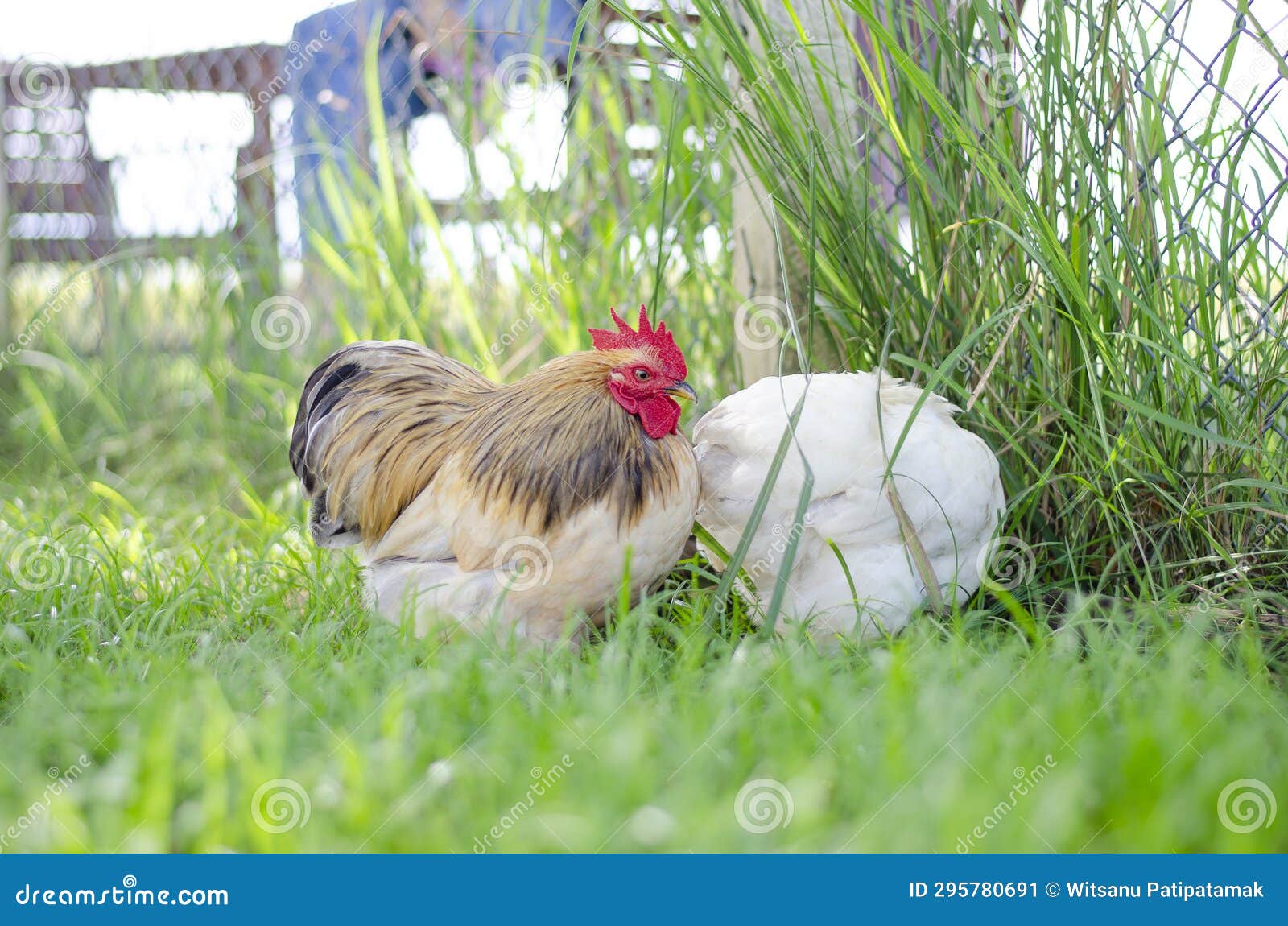 Free Range Chicken on a Traditional Poultry Organic Farm on the Grass ...