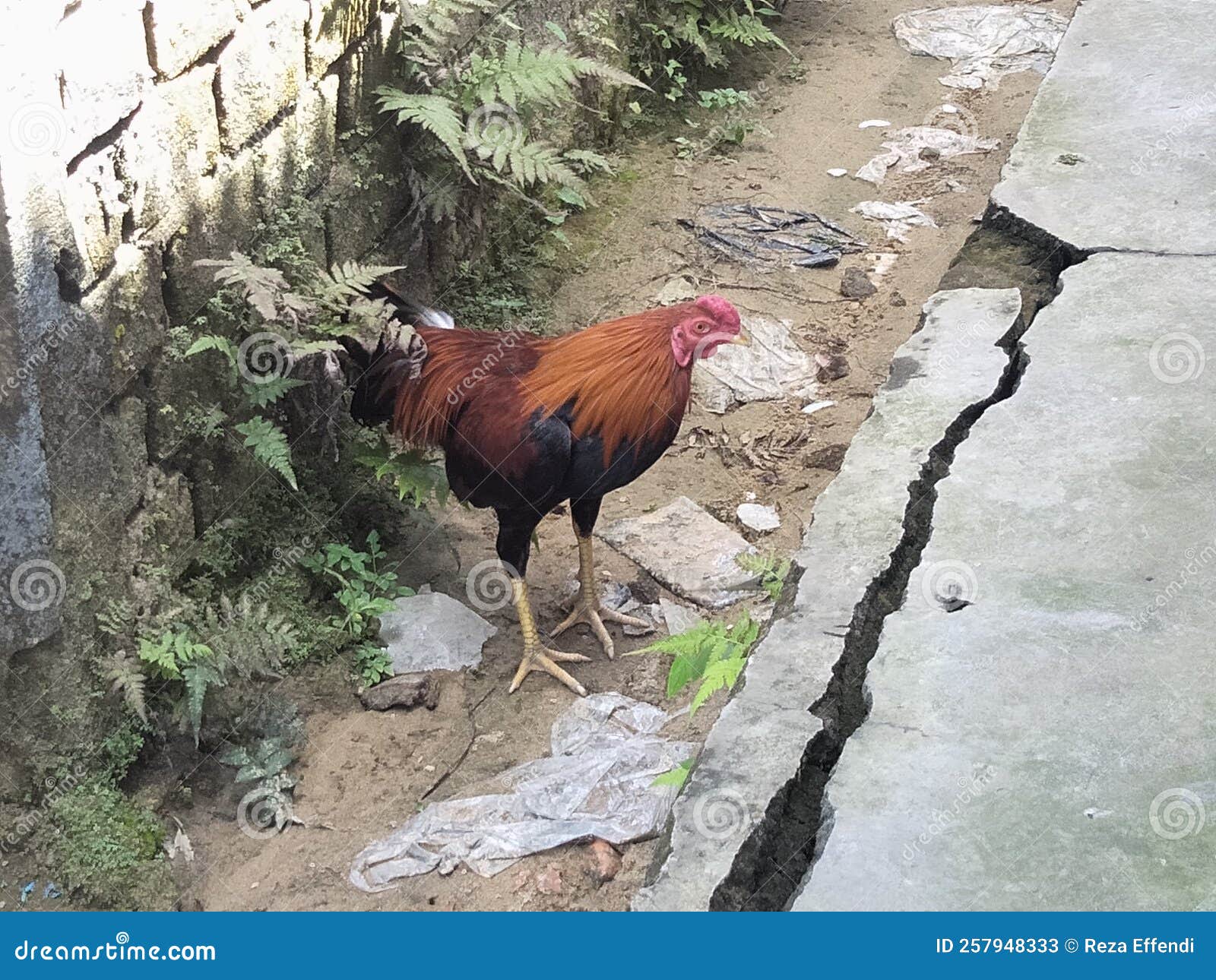 Kampong chicken stock image. Image of duck, bird, kampong - 257948333