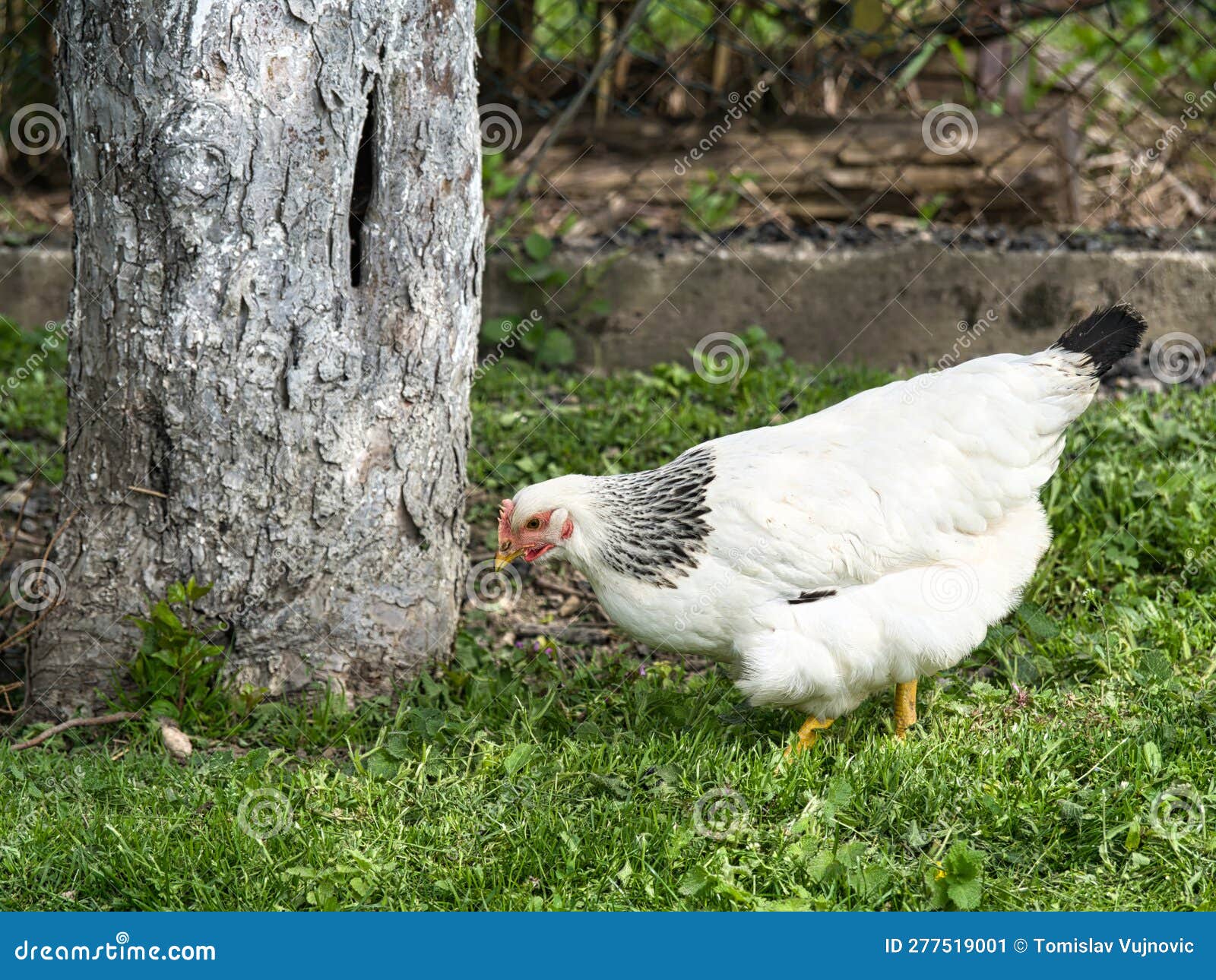 Free-range Chicken with White Feathers on a Farm Stock Image - Image of ...
