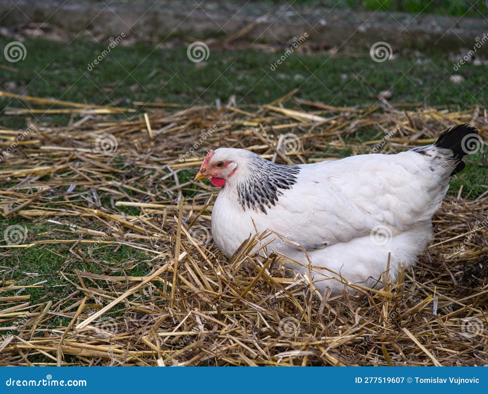 Free-range Chicken with White Feathers on a Farm Stock Image - Image of ...