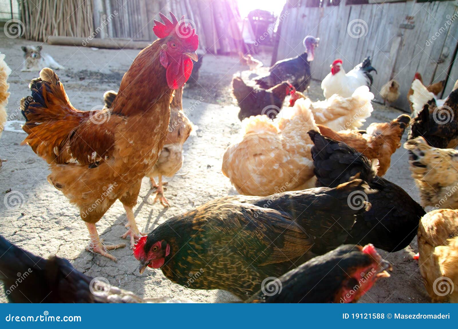Free Range Chicken Farm - Chickens Roam Freely Outdoors. Commercial ...