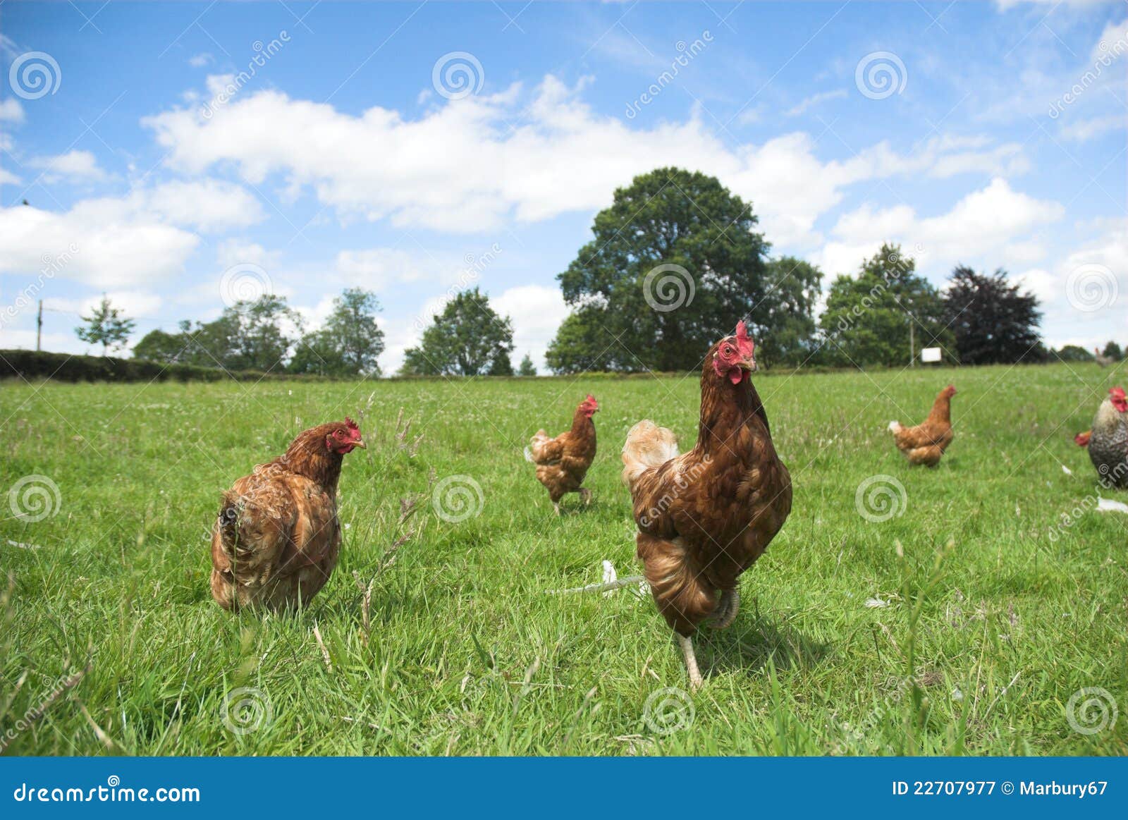 Free Range Chickens stock image. Image of grass, range - 22707977