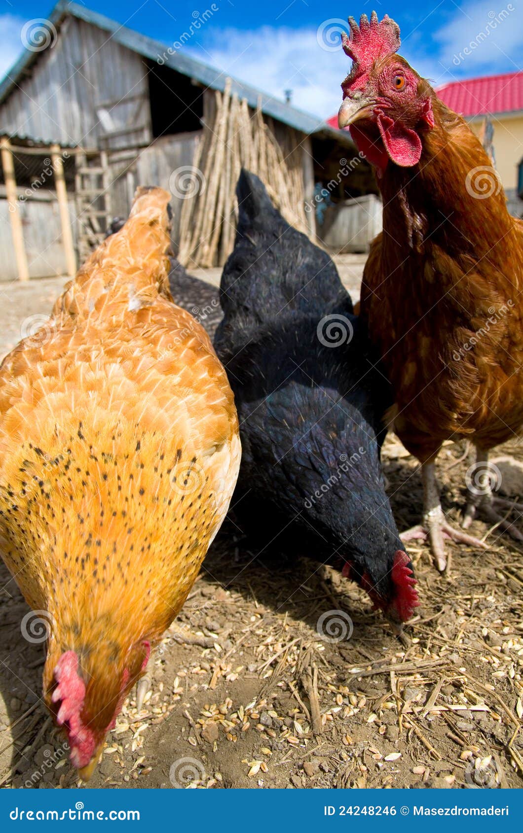 Free range chickens stock photo. Image of cockerel, chicks - 24248246