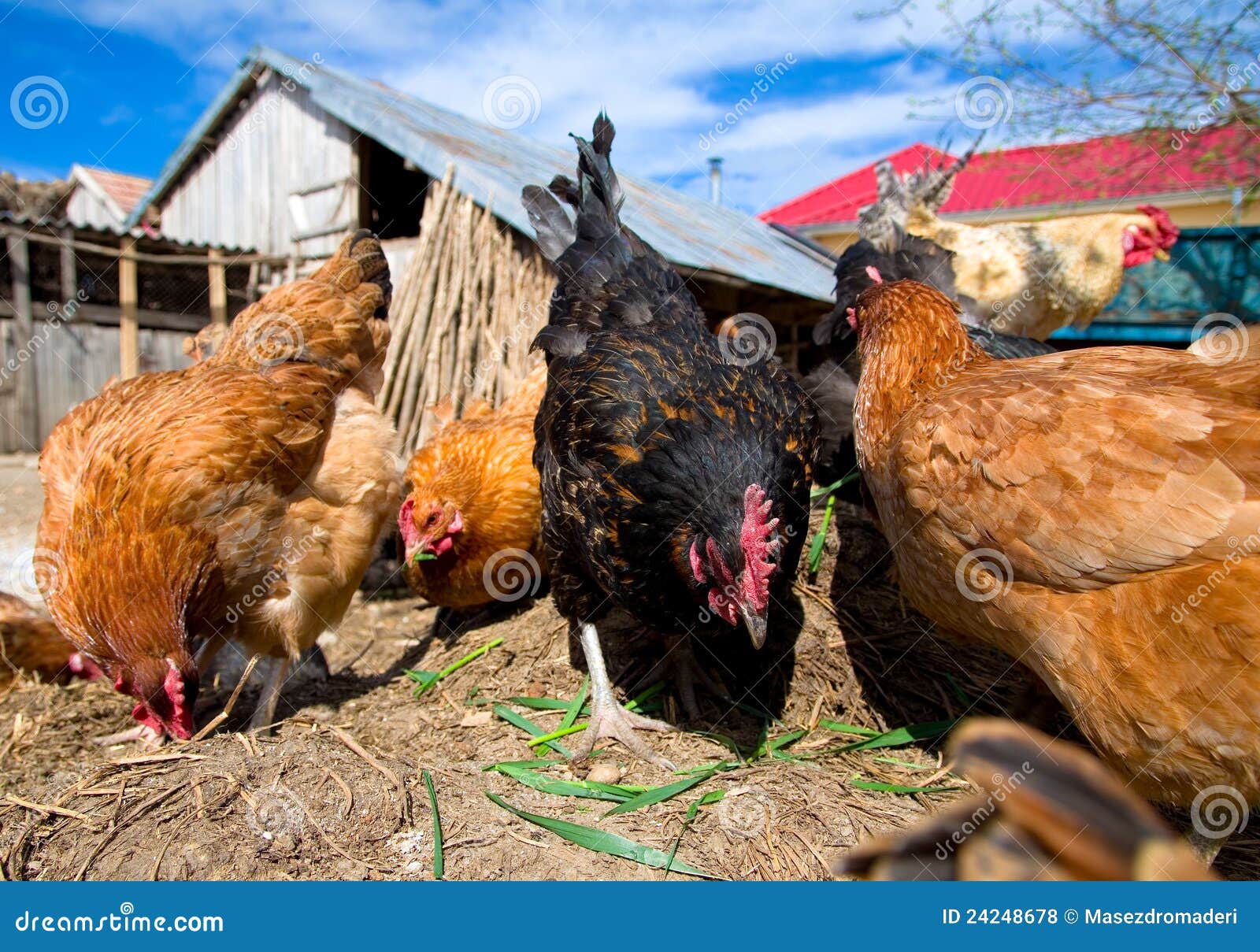 Free range chickens stock photo. Image of eating, animals - 24248678