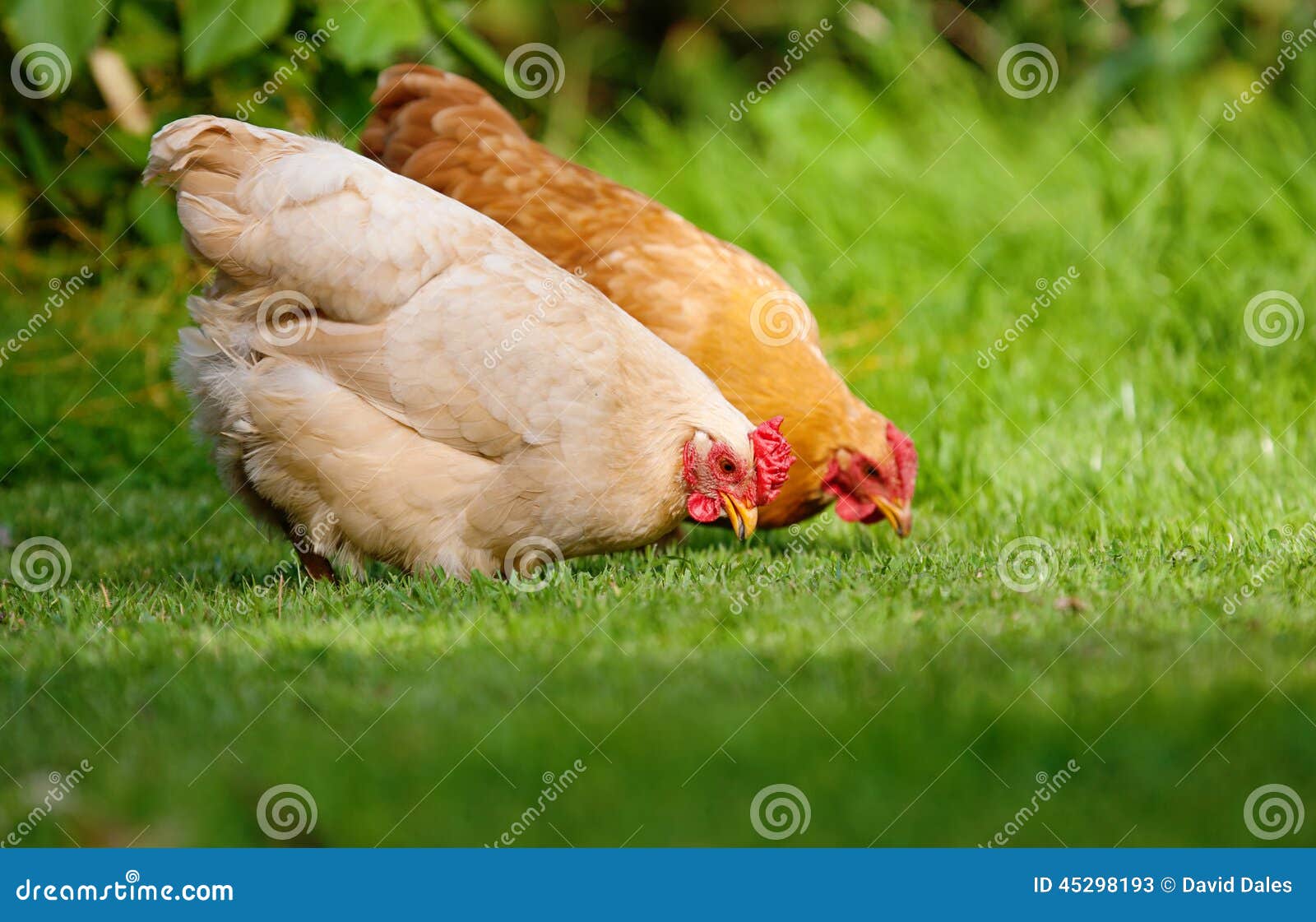 204 Grass Fed Chickens Stock Photos - Free & Royalty-Free Stock Photos ...