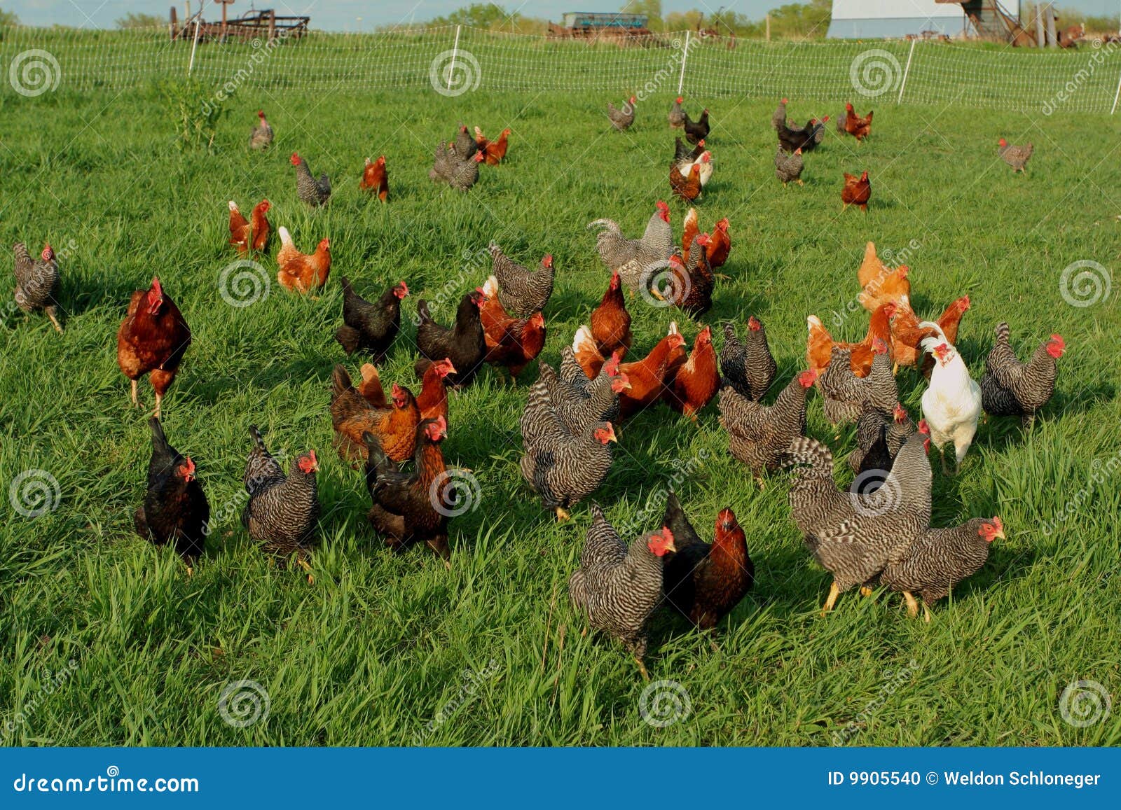 Free range chickens stock photo. Image of agriculture - 9905540