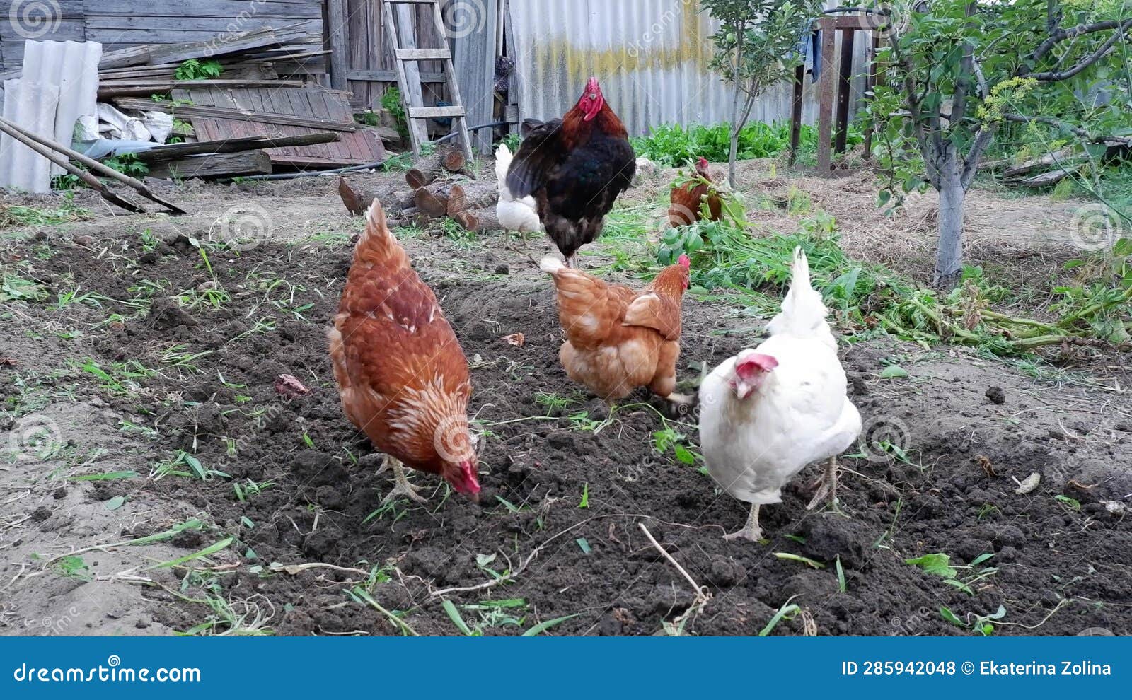 Free Range Chickens Dig and Scratch the Ground with Their Feet, Peck ...