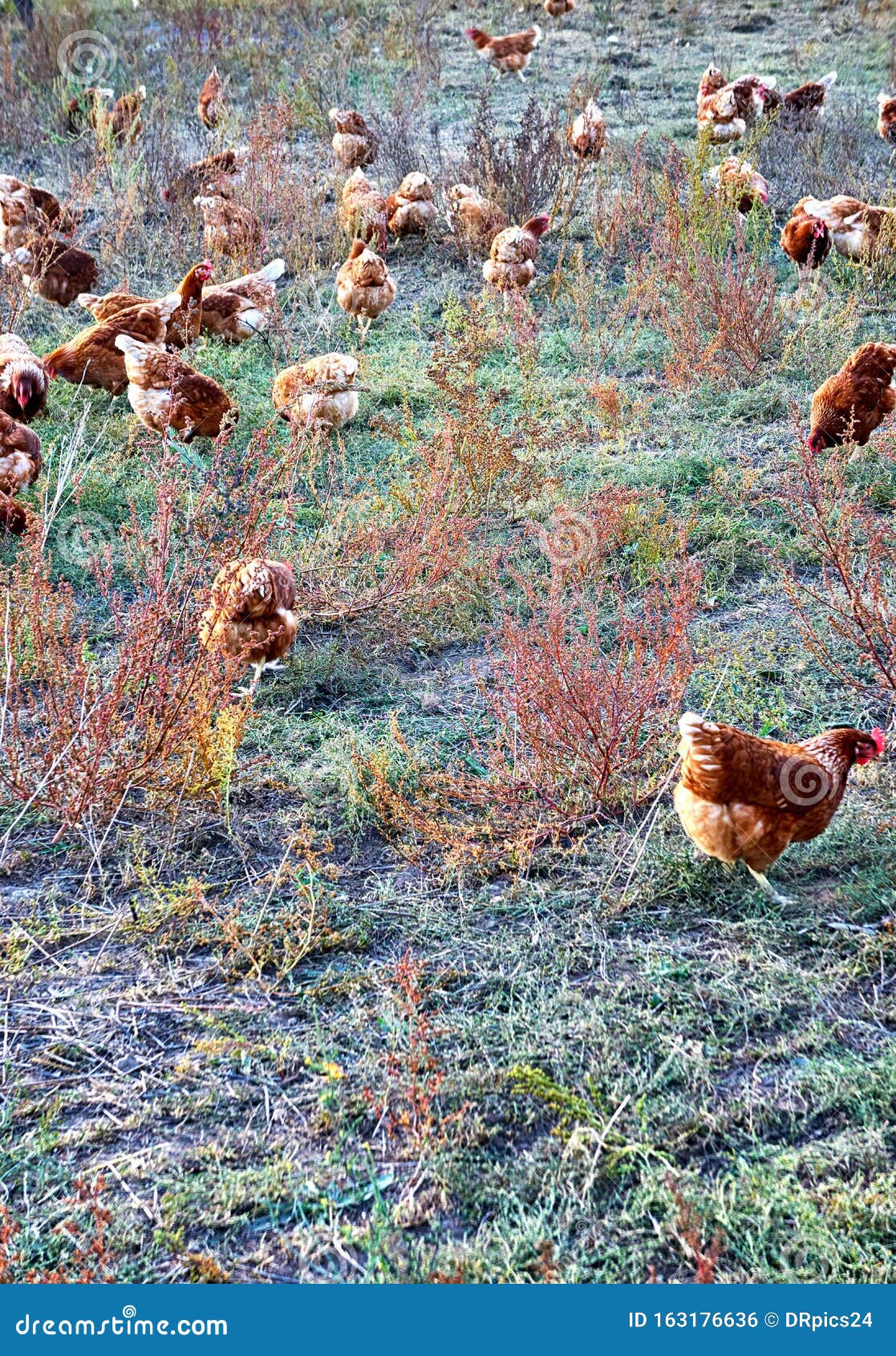 Free-range Chickens on the Farm Stock Photo - Image of feed, farming ...