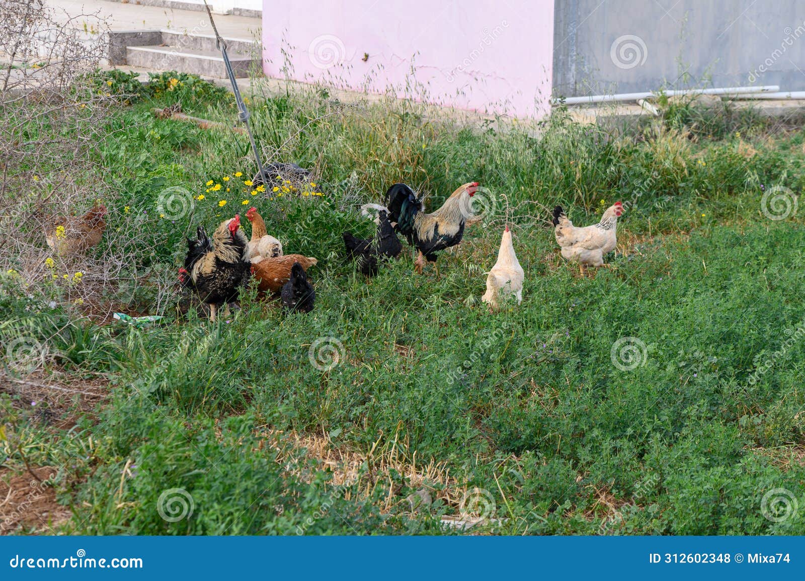 Free Range Chickens on Farm Stock Photo - Image of beak, comb: 312602348