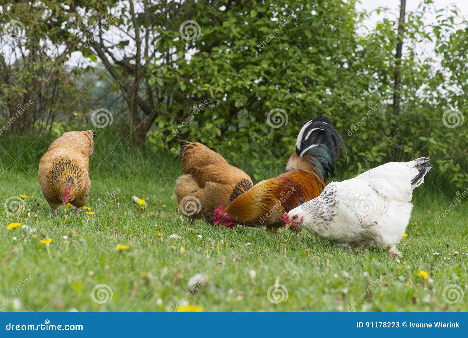 Free Range Chicken Farm - Cock And Chickens Roam Freely Outdoors ...