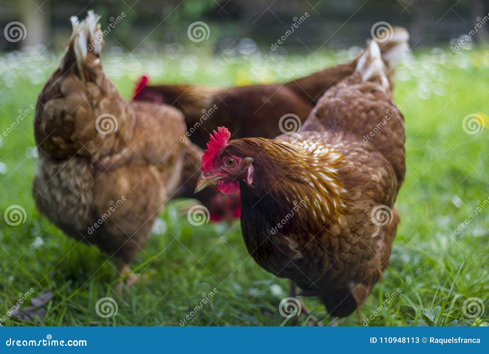 Free Range Chickens on Field Stock Image - Image of countryside ...