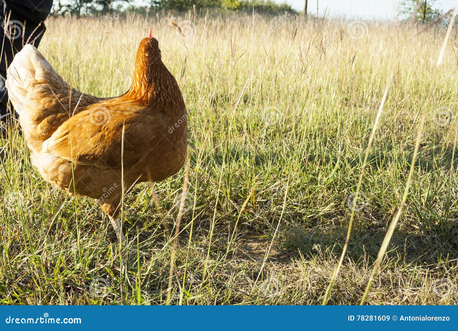 Free Range Chickens stock image. Image of gallus, field - 78281609