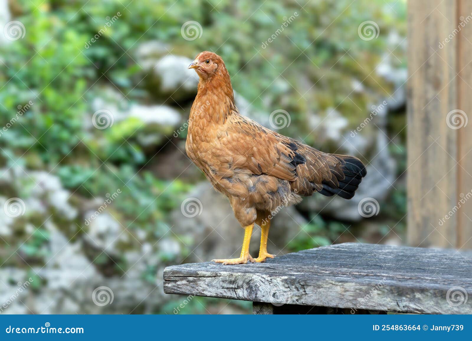 Free Range Chickens on a German Farm in the Summer Stock Photo - Image ... Free Range Chickens on a German Farm in the Summer Stock Photo - Image ...